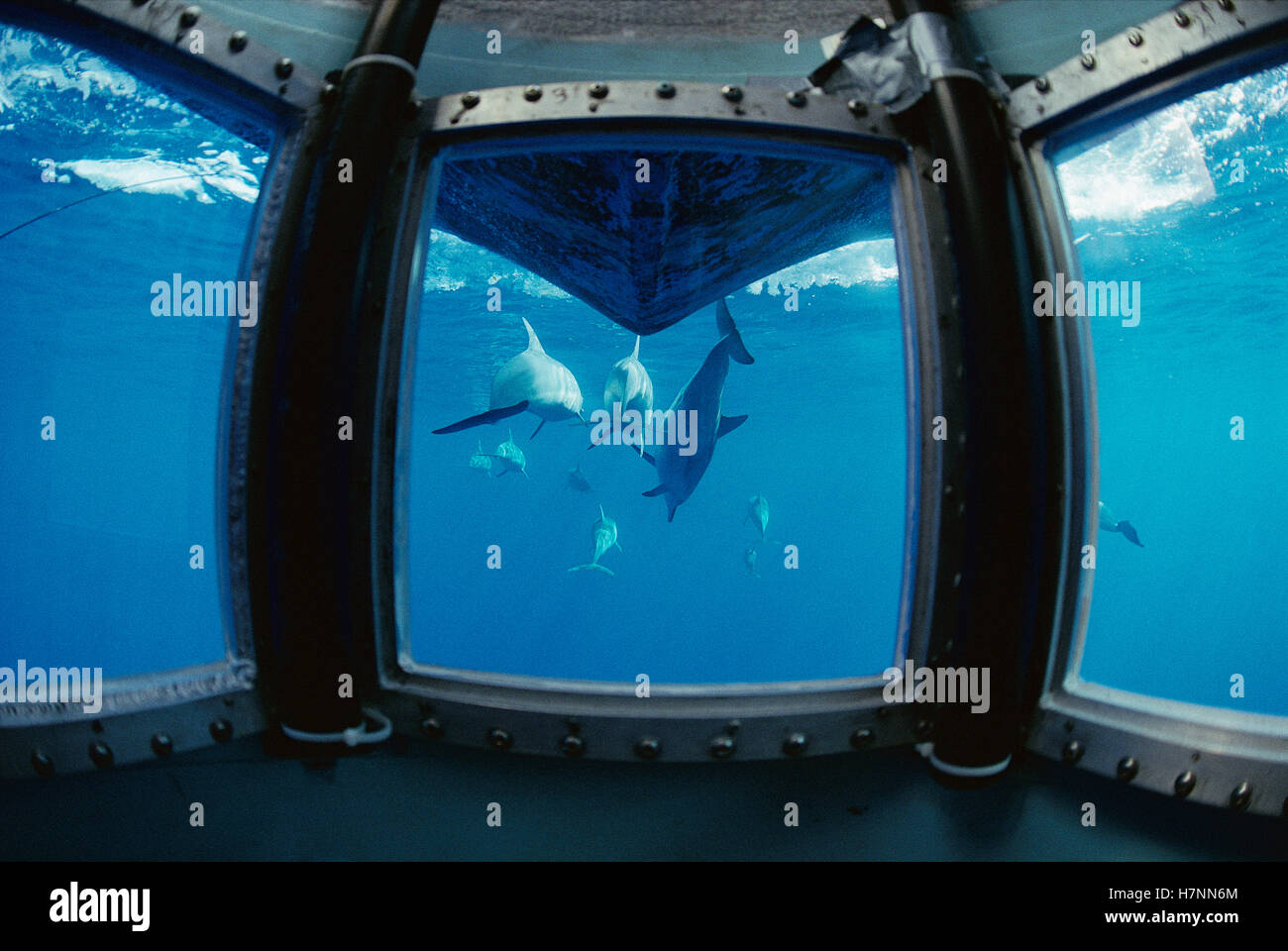 Spinner Dolphin (Stenella longirostris) pod underwater seen through ...