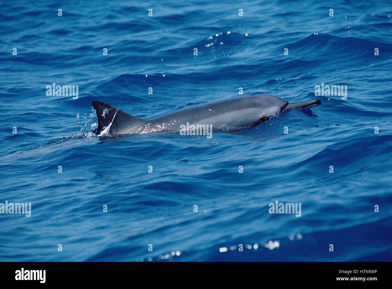 Spinner Dolphin (Stenella longirostris) with plastic band on dorsal fin ...