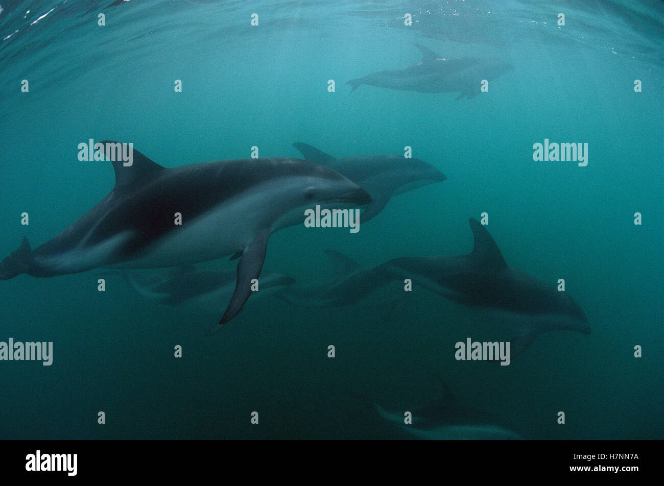 Dusky Dolphin (Lagenorhynchus obscurus) pod swimming, New Zealand Stock ...