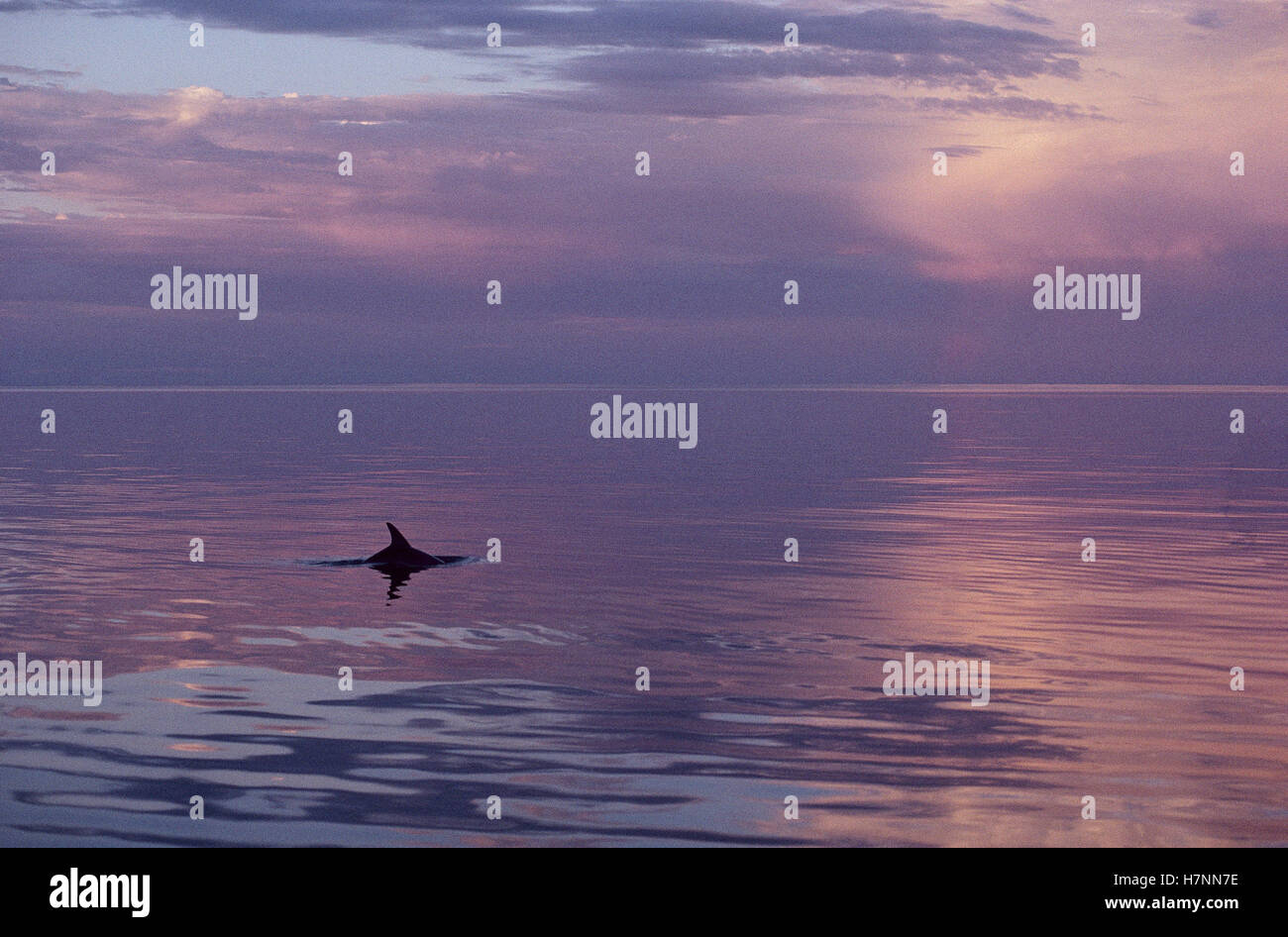 Bottlenose Dolphin (Tursiops truncatus) surfacing at sunset, Shark Bay, Australia Stock Photo ...