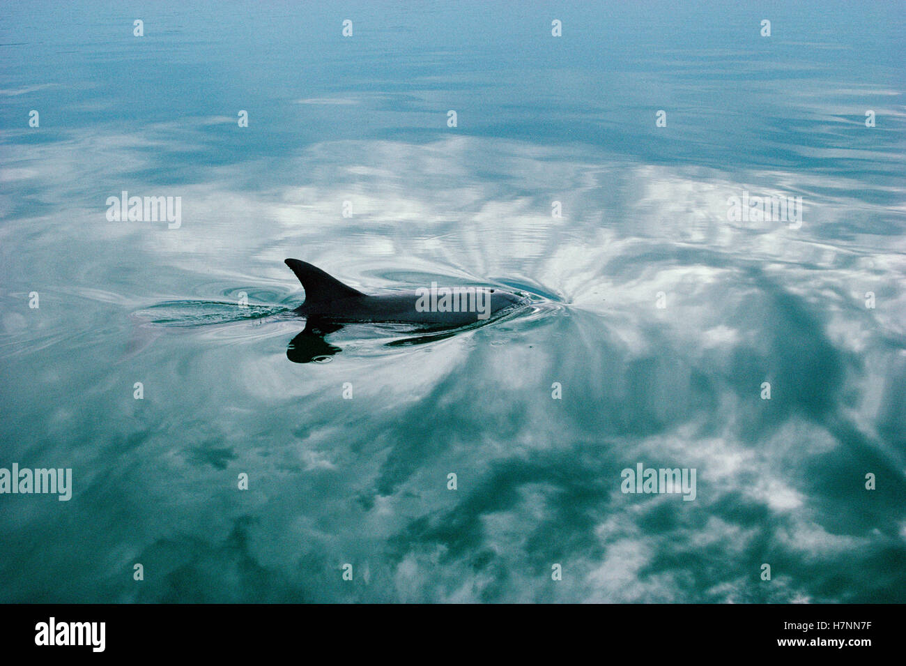 Bottlenose Dolphin (Tursiops truncatus) surfacing, Shark Bay, Australia Stock Photo - Alamy