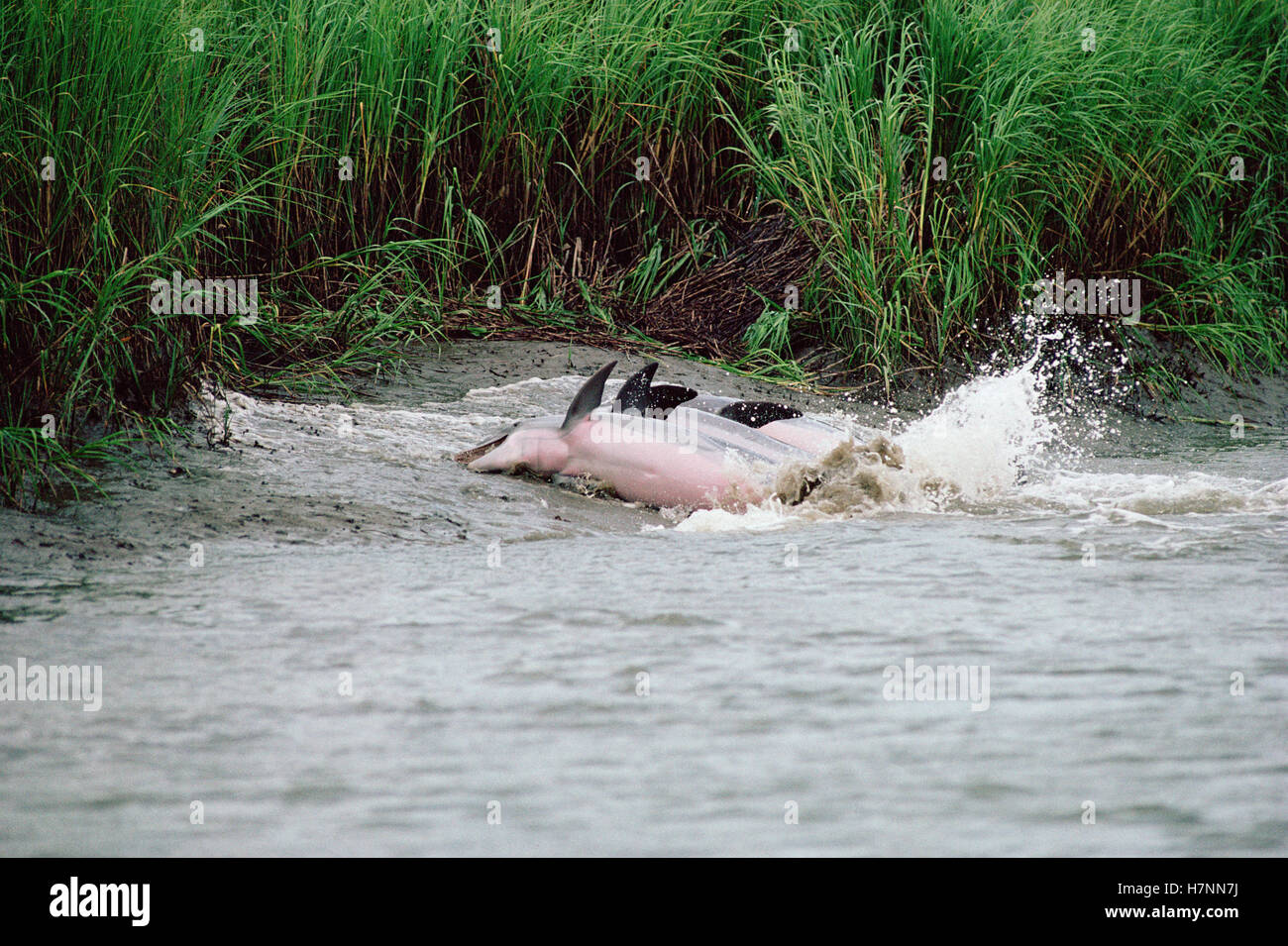 Bottlenose Dolphin (Tursiops truncatus) group chasing and catching fish ...