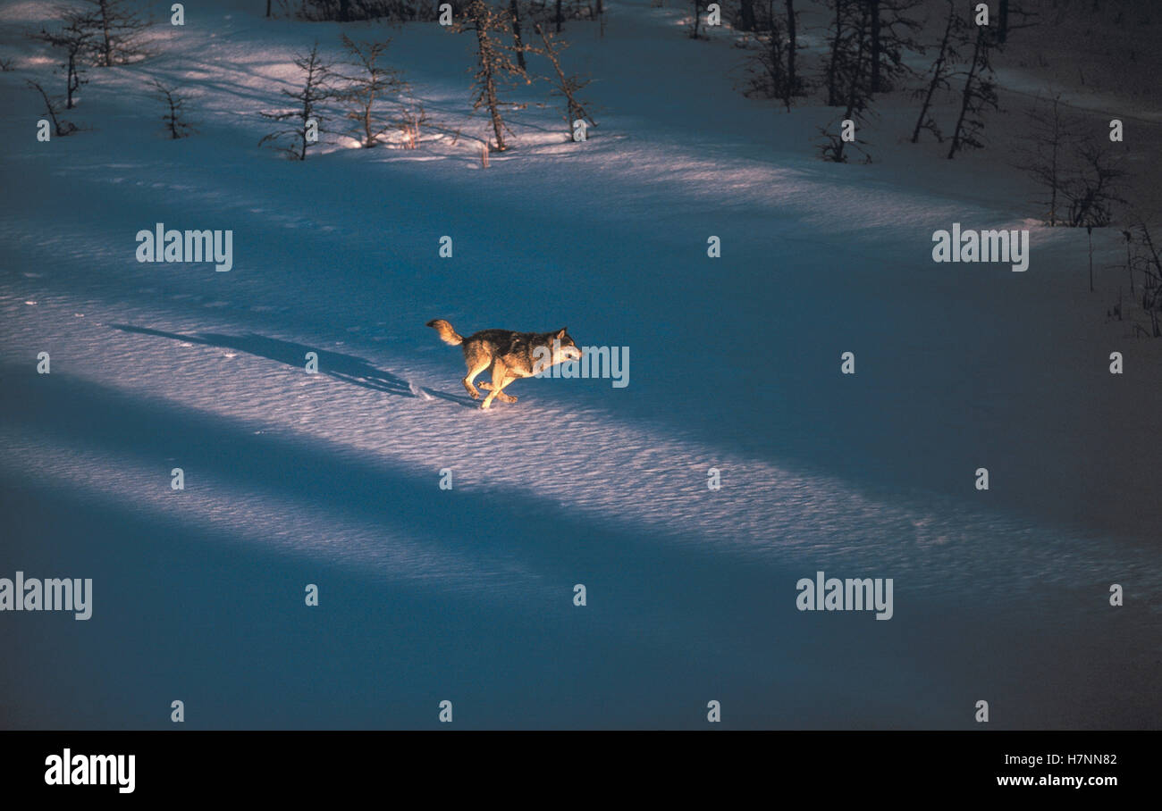 Timber Wolf (Canis lupus) running across frozen Kawishiwi Lake ...