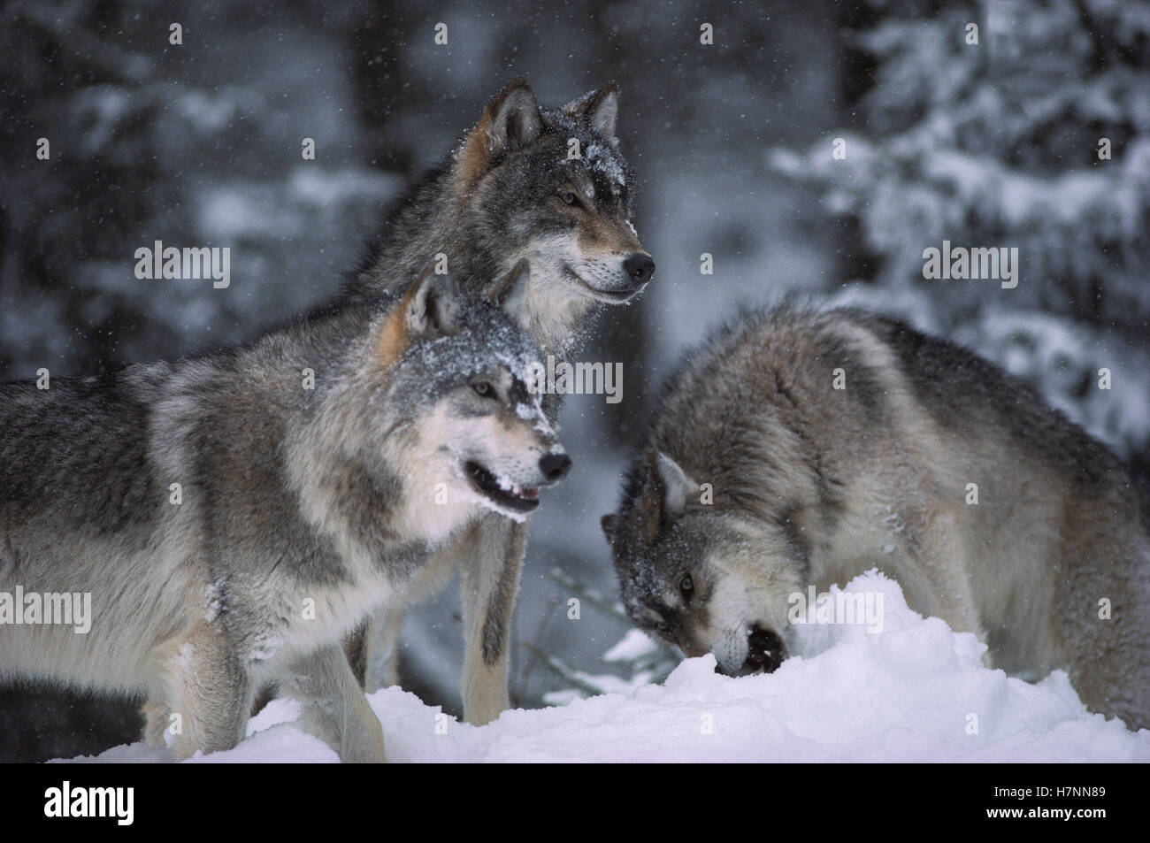 Timber Wolf (Canis lupus) trio in snow, Minnesota Stock Photo - Alamy