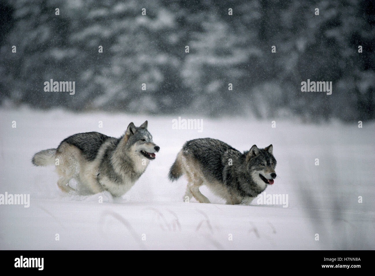 Timber Wolf (Canis lupus) pair running through snow, Minnesota Stock ...