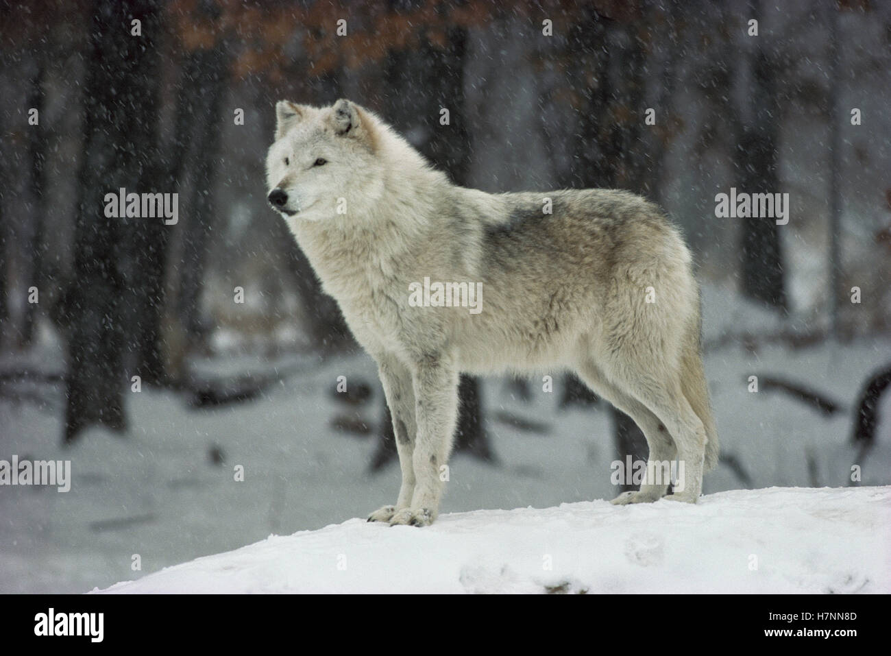 Timber Wolf (Canis lupus) female, Minnesota Stock Photo - Alamy