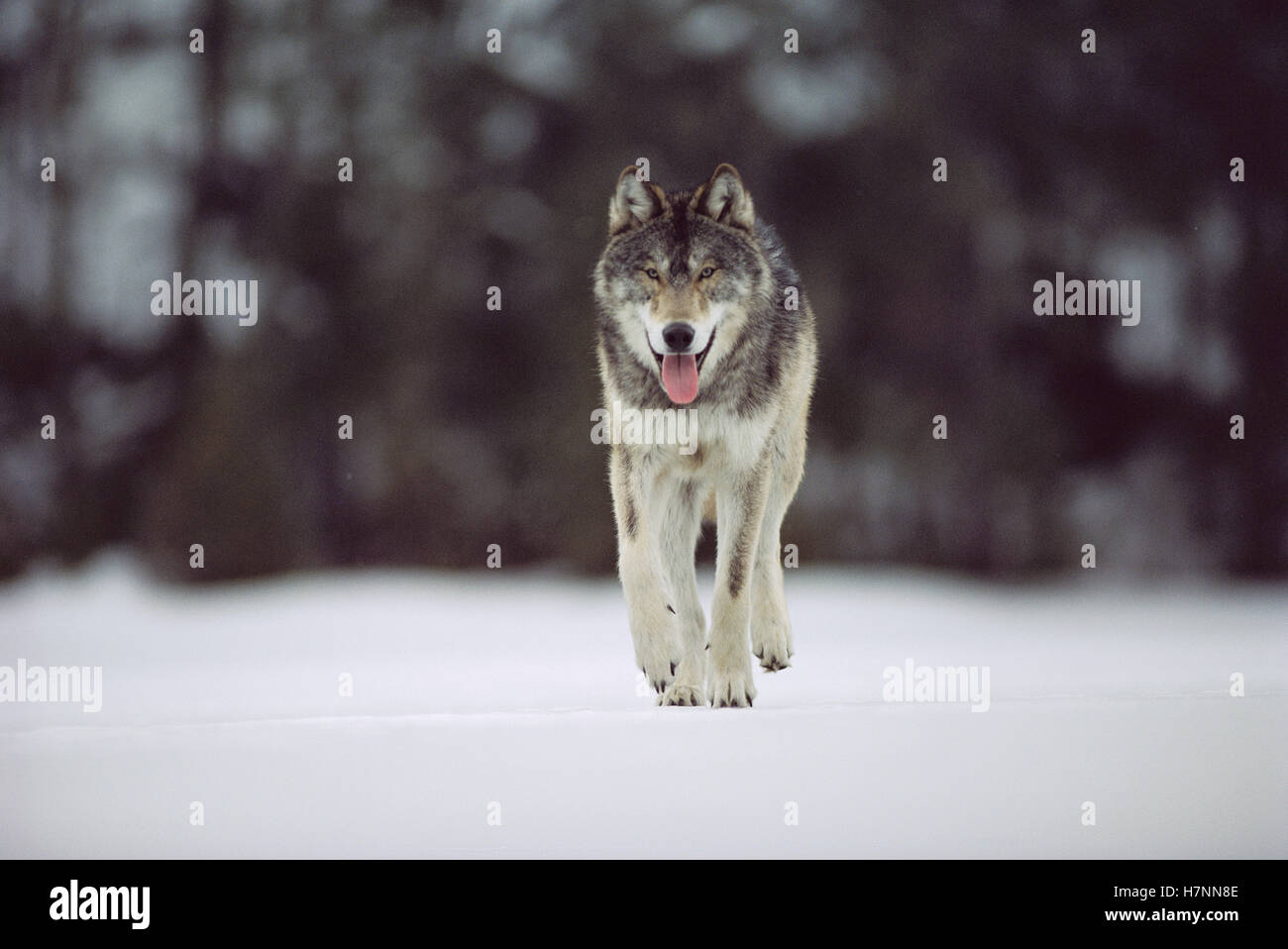 Timber Wolf (Canis lupus) walking, Northwoods, Minnesota Stock Photo ...