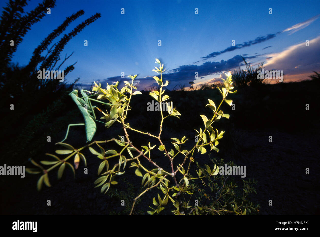 Arizona Mantis (Stagmomantis limbata) on Creosote bush, Tucson, Arizona ...