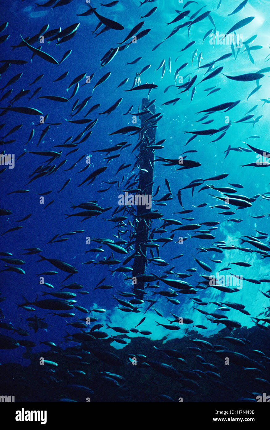 Life under a floating log, small fish aggregate in great numbers under ...