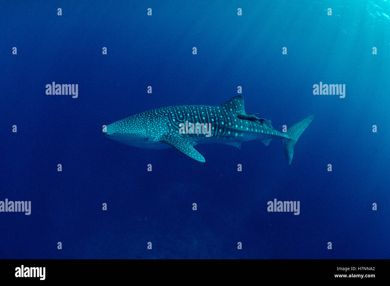 Whale Shark (Rhincodon typus) portrait, largest shark species, Cocos ...