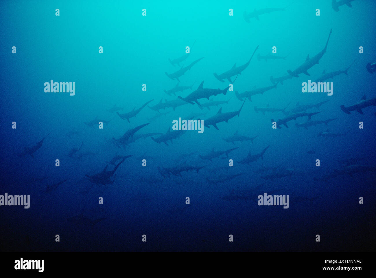 Scalloped Hammerhead Shark Sphyrna Lewini School Cocos Island Costa