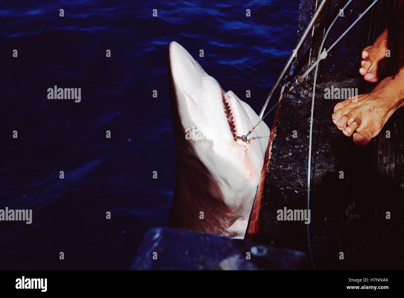 Atlantic Mako (Isurus oxyrhynchus) caught on line, Cocos Island, Costa ...