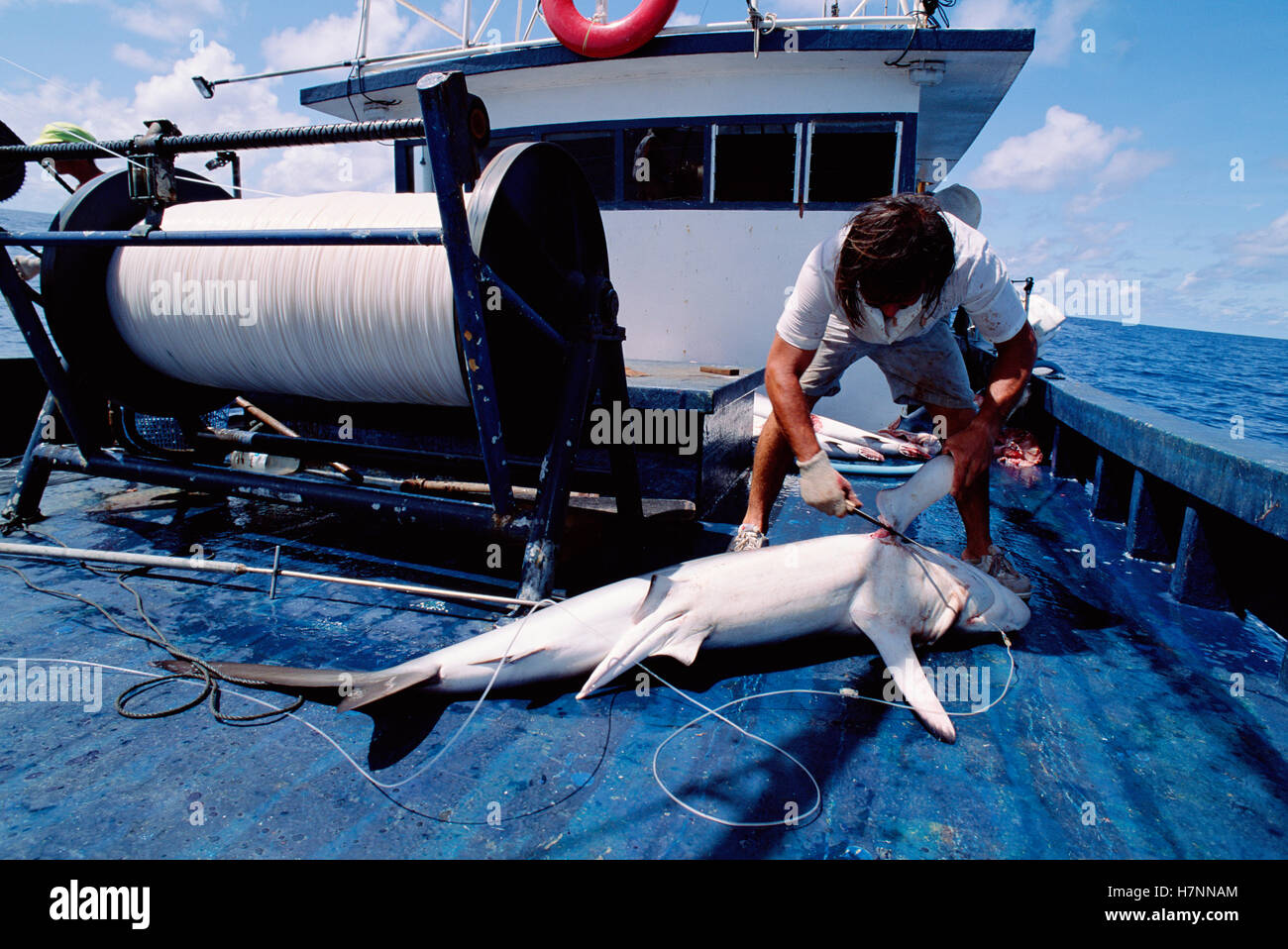 Atlantic Mako (Isurus oxyrhynchus) caught on line and harvested on ...