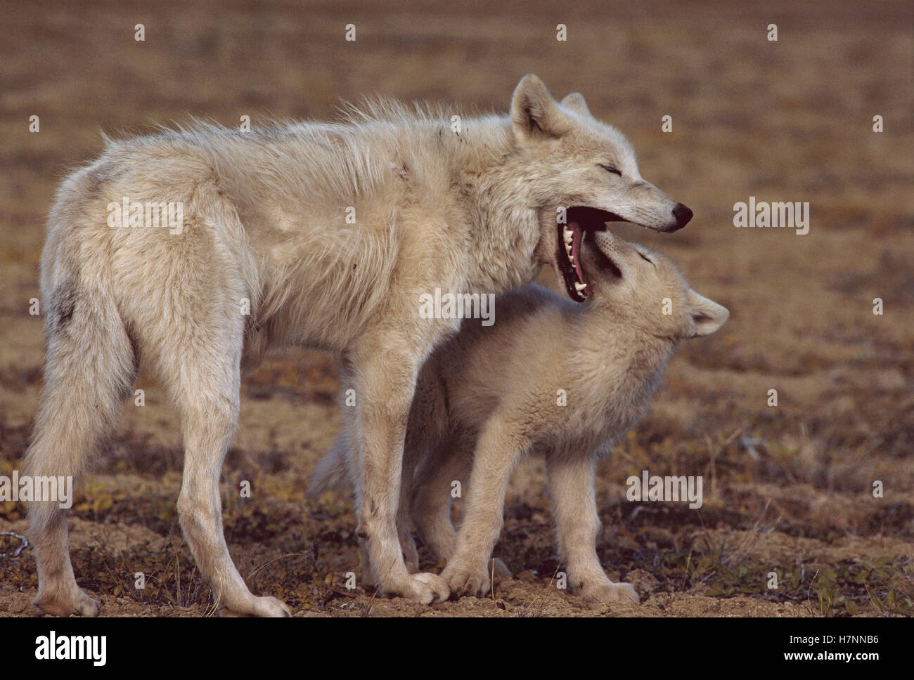 Arctic Wolf (Canis lupus) regurgitating food to pup, Ellesmere Island ...