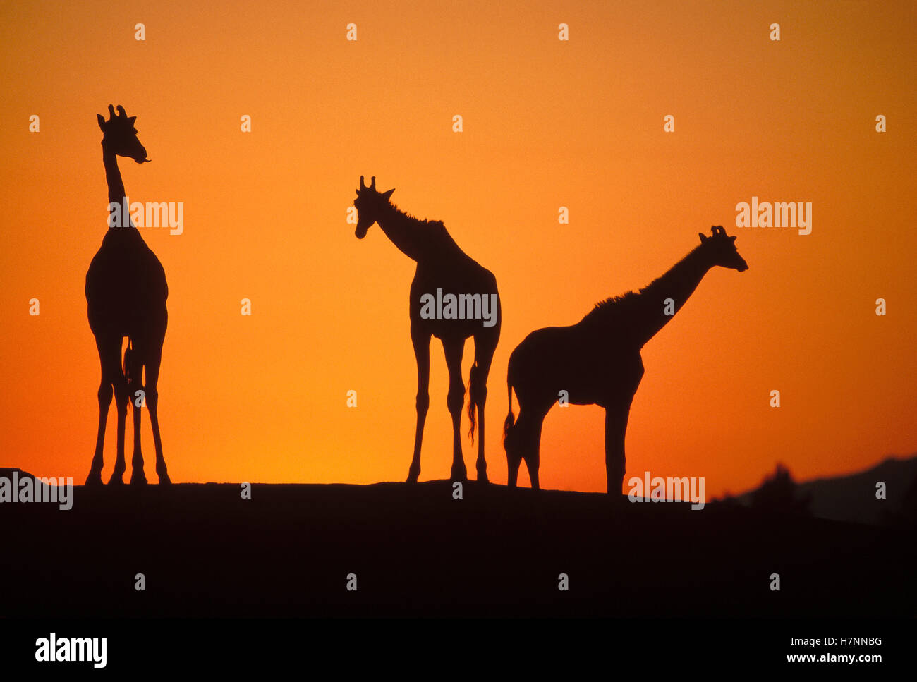 Giraffe (Giraffa camelopardalis) trio silhouetted at sunset, Native to ...