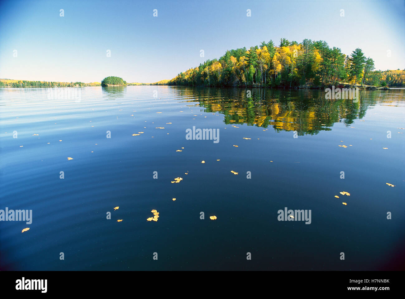 Autumn colored forest in Boundary Waters Canoe Area Wilderness ...
