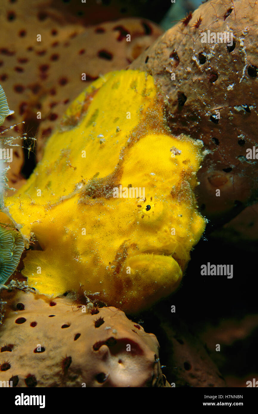 Ocellated Frogfish (Antennarius ocellatus) awaiting prey by sitting ...
