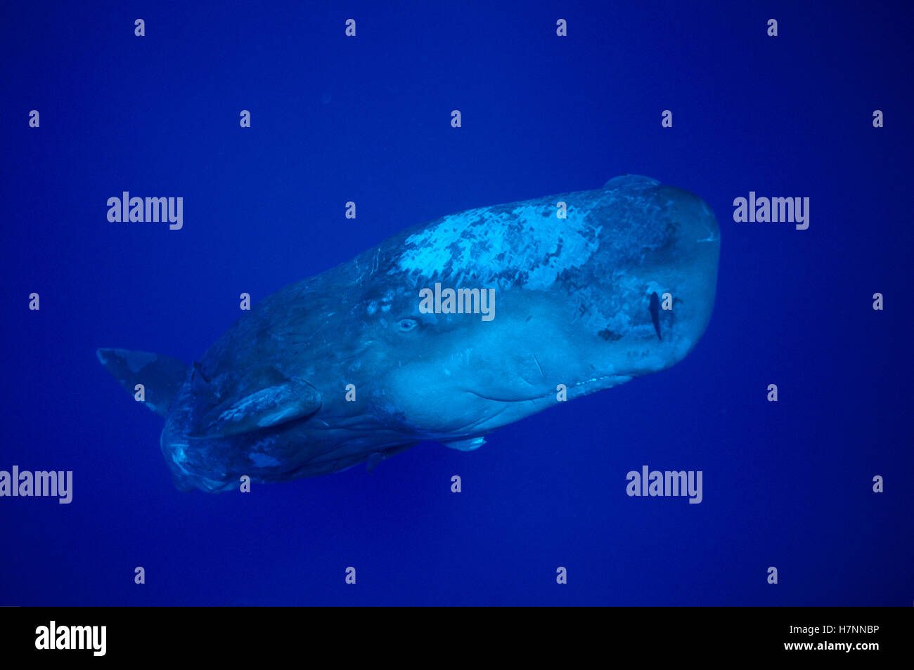 Sperm Whale (Physeter macrocephalus) curious calf, Dominica Stock Photo - Alamy