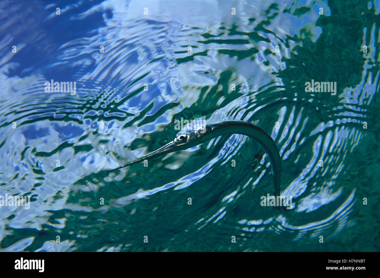 Needlefish (Ablennes hians) on water surface, Bonaire, Netherland ...