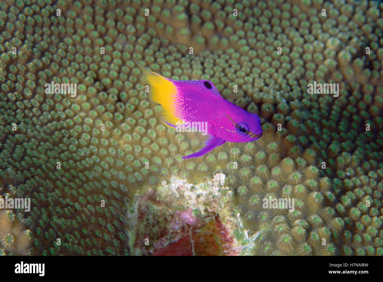 Fairy Basslet in coral reef Stock Photo - Alamy
