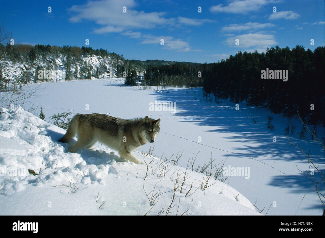 Timber Wolf (Canis lupus) overlooking frozen lake, Superior National ...