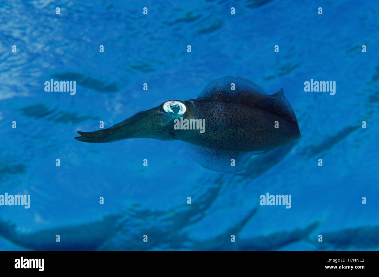 Squid portrait, Bonaire, Netherland Antilles Stock Photo - Alamy