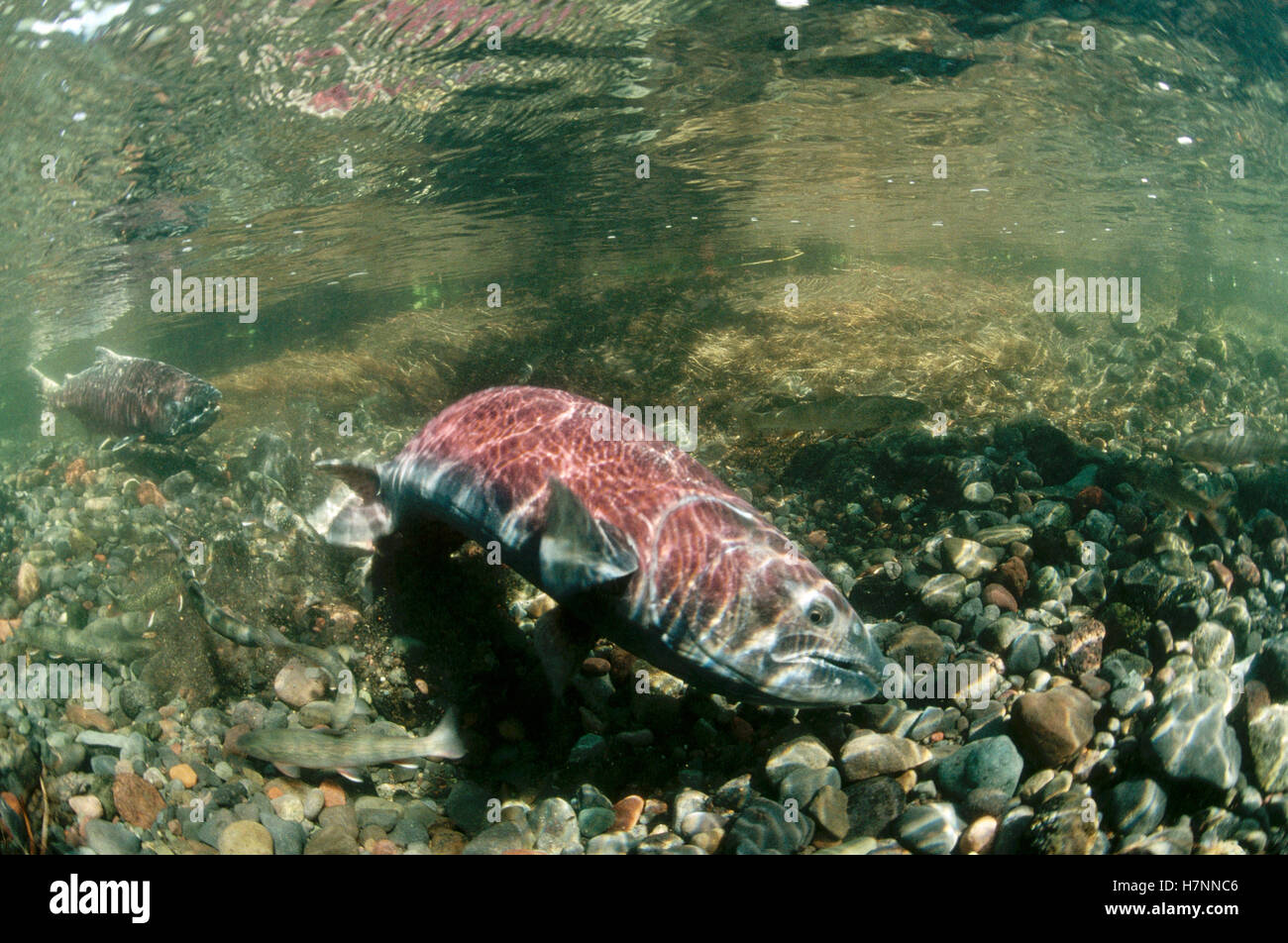 Chinook Salmon (Oncorhynchus tshawytscha) spawning with non-native Bull ...