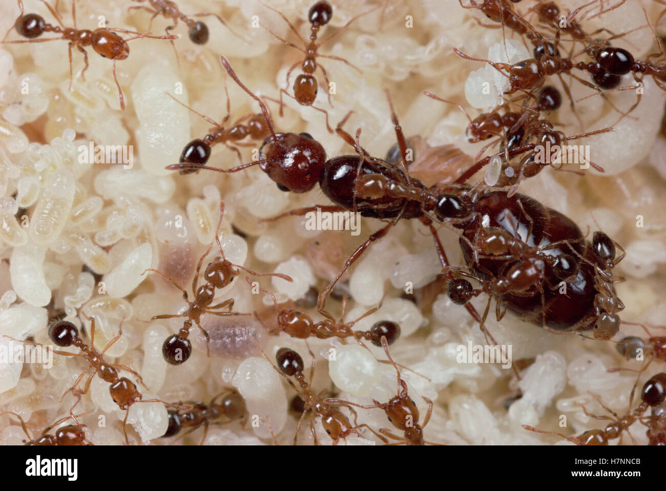Fire Ant (Solenopsis geminata) nest showing large queen, workers and ...