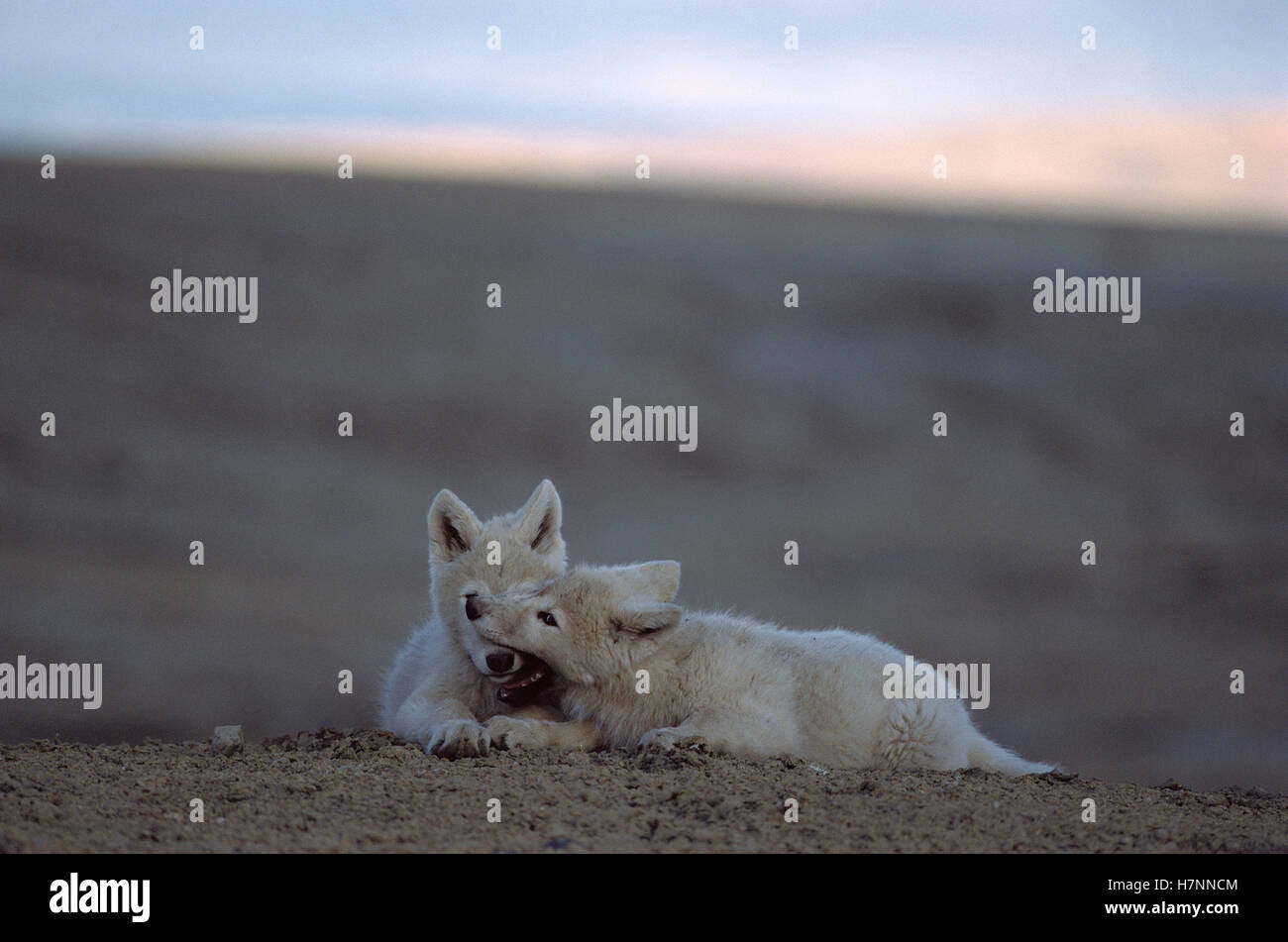 Arctic Wolf (Canis lupus) pups playing to establish dominance ...