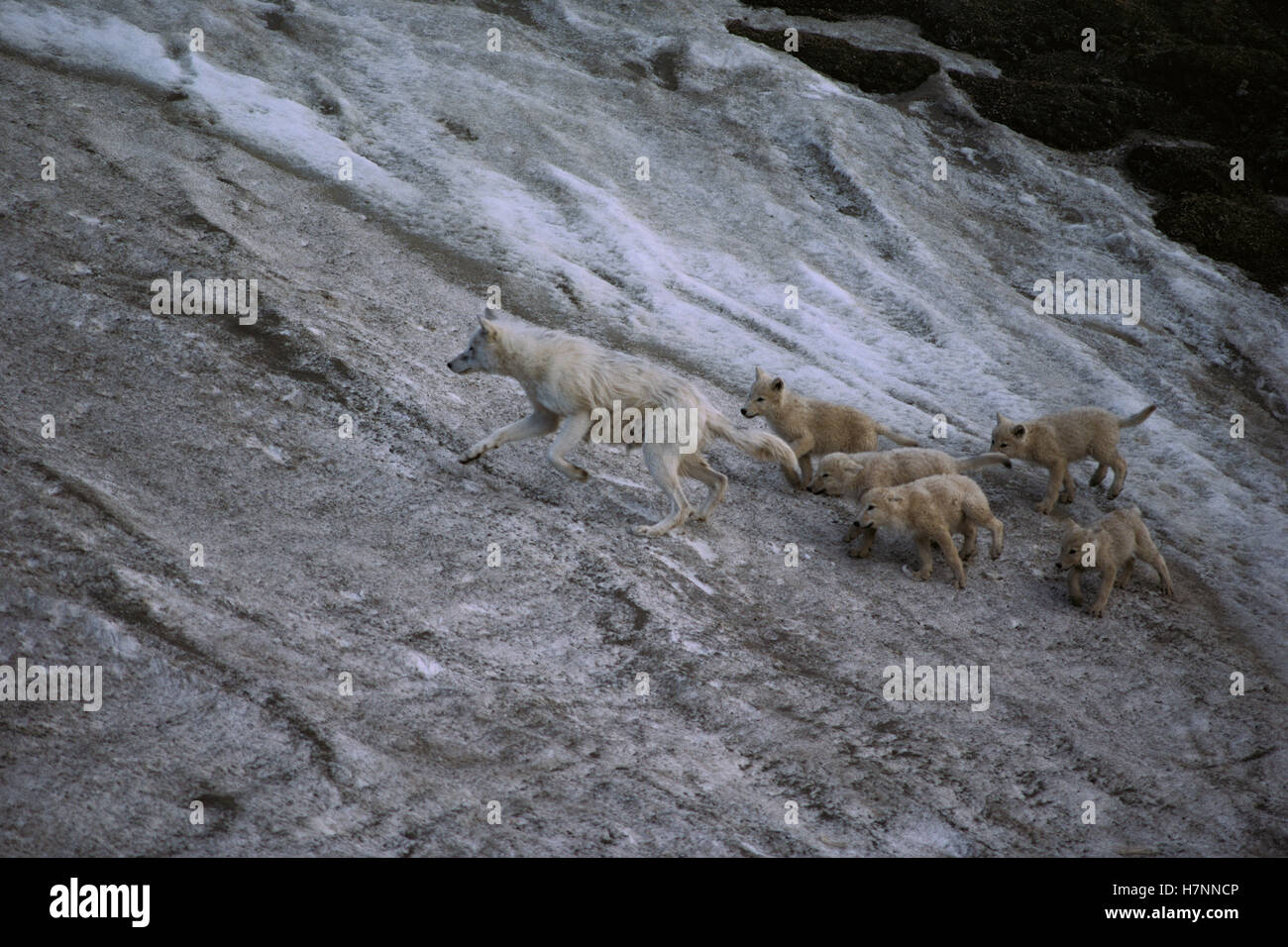 Arctic Wolf (Canis lupus) with pups, Ellesmere Island, Nunavut, Canada ...