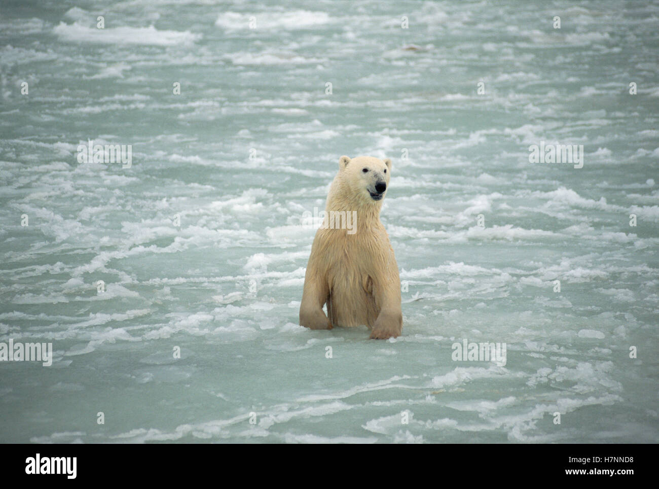 Polar Bear (Ursus maritimus) standing in icy water, Churchill, Manitoba ...