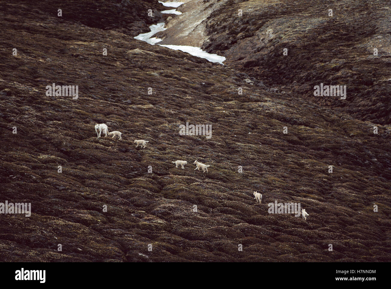 Arctic Wolf (Canis lupus) adult with six pups on tundra, Ellesmere ...