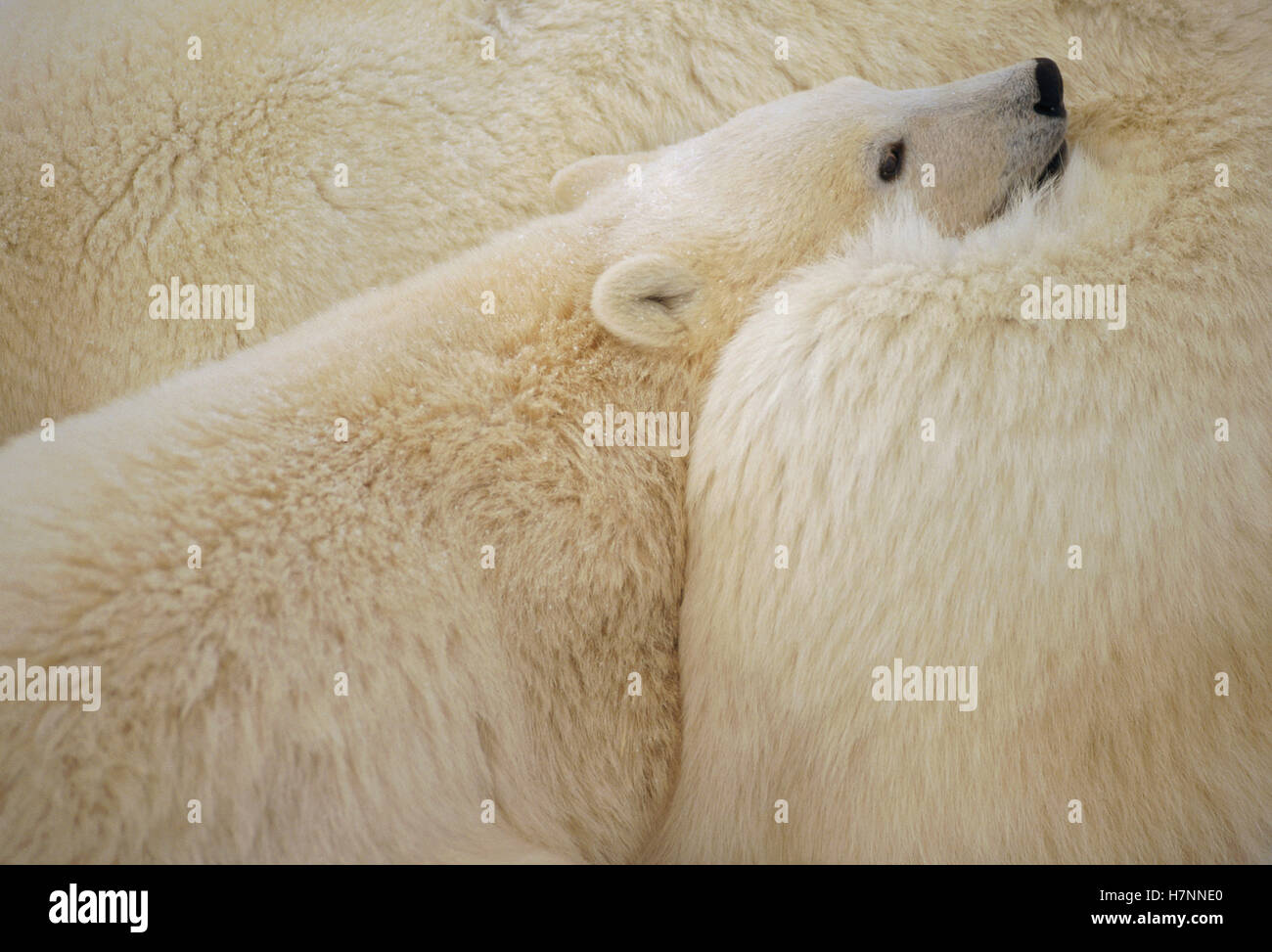 Polar Bear (Ursus maritimus) cub nuzzling mother, Churchill, Manitoba, Canada Stock Photo - Alamy