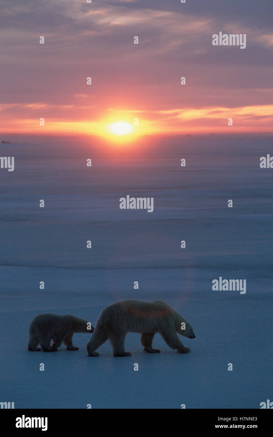 Polar Bear (Ursus maritimus) mother and cub crossing ice filed at ...