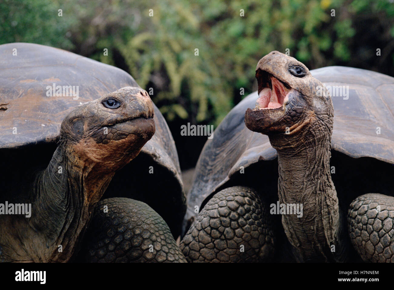 Galapagos Giant Tortoise (Chelonoidis nigra) pair communicating ...
