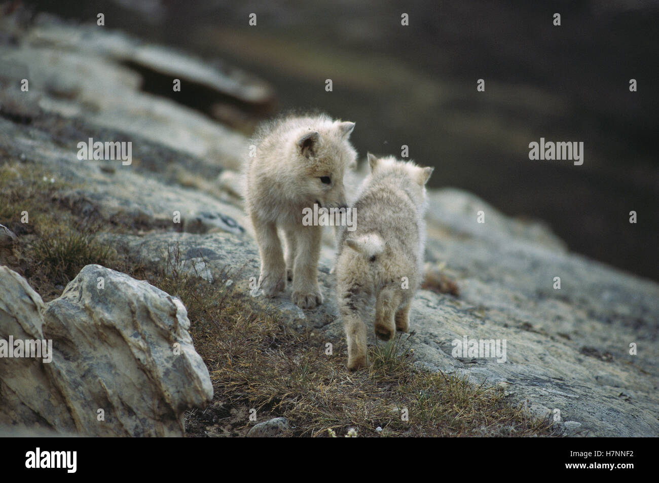 Arctic Wolf (Canis lupus) pups, Ellesmere Island, Nunavut, Canada Stock ...