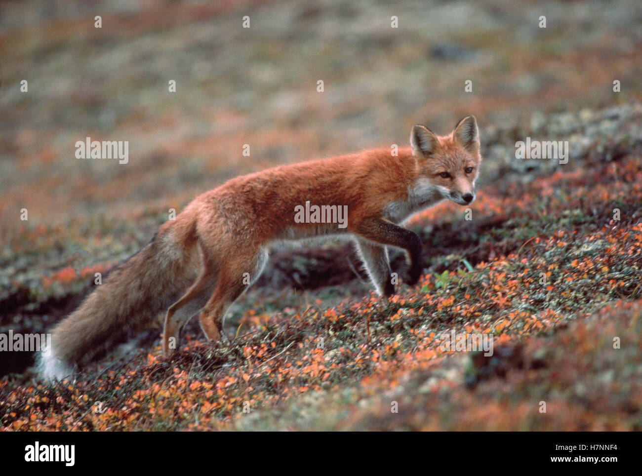 Red Fox (Vulpes vulpes) crossing autumn-colored tundra plants, Alaska ...