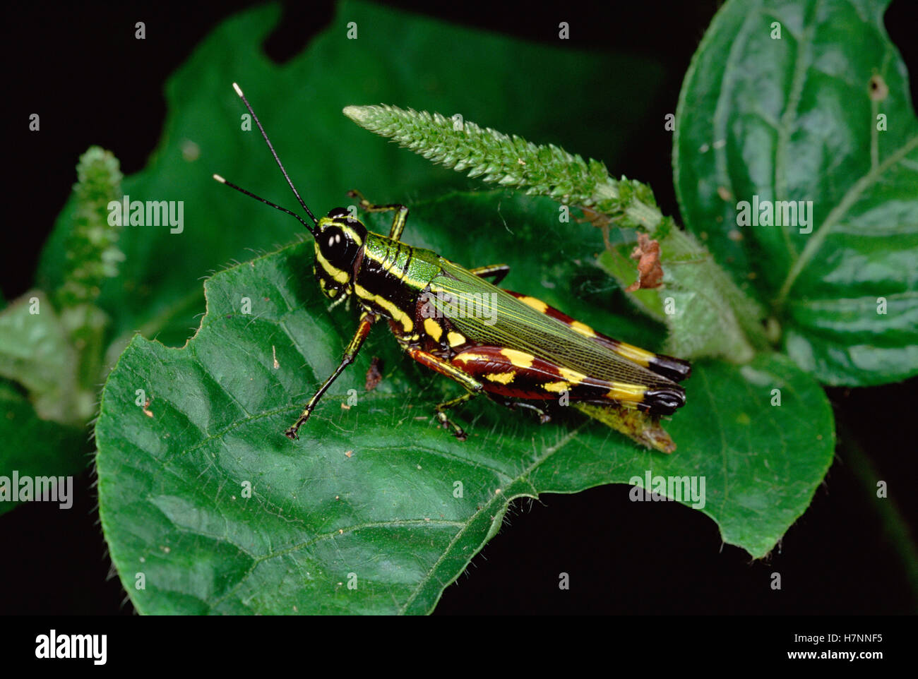 Rainforest canopy insect Stock Photo - Alamy