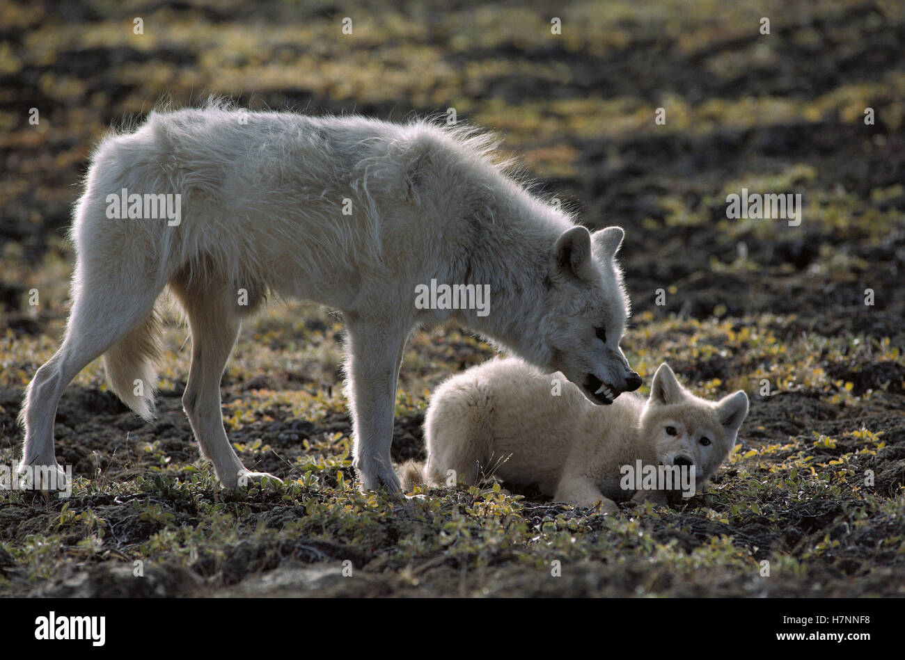Arctic Wolf (Canis lupus) disciplining pup, Ellesmere Island, Nunavut ...