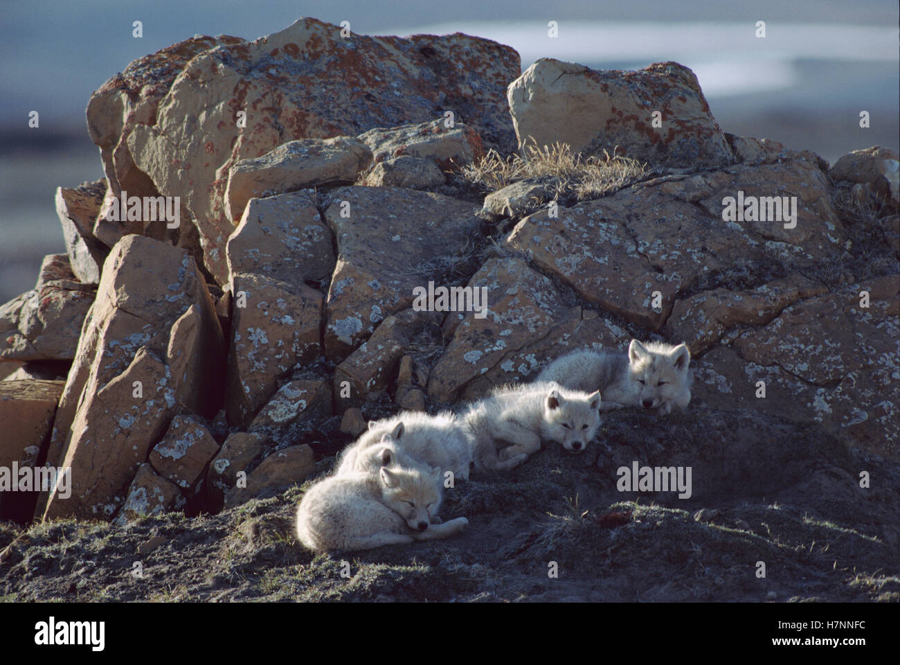 Arctic Wolf (Canis lupus) pups sleeping, Ellesmere Island, Nunavut ...