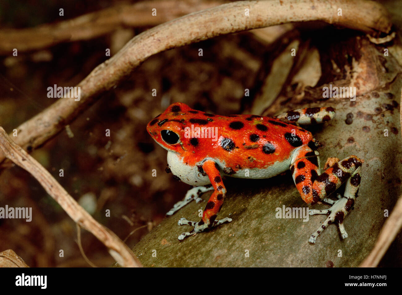 Strawberry Poison Dart Frog (Oophaga pumilio) with puffed-up vocal sack ...