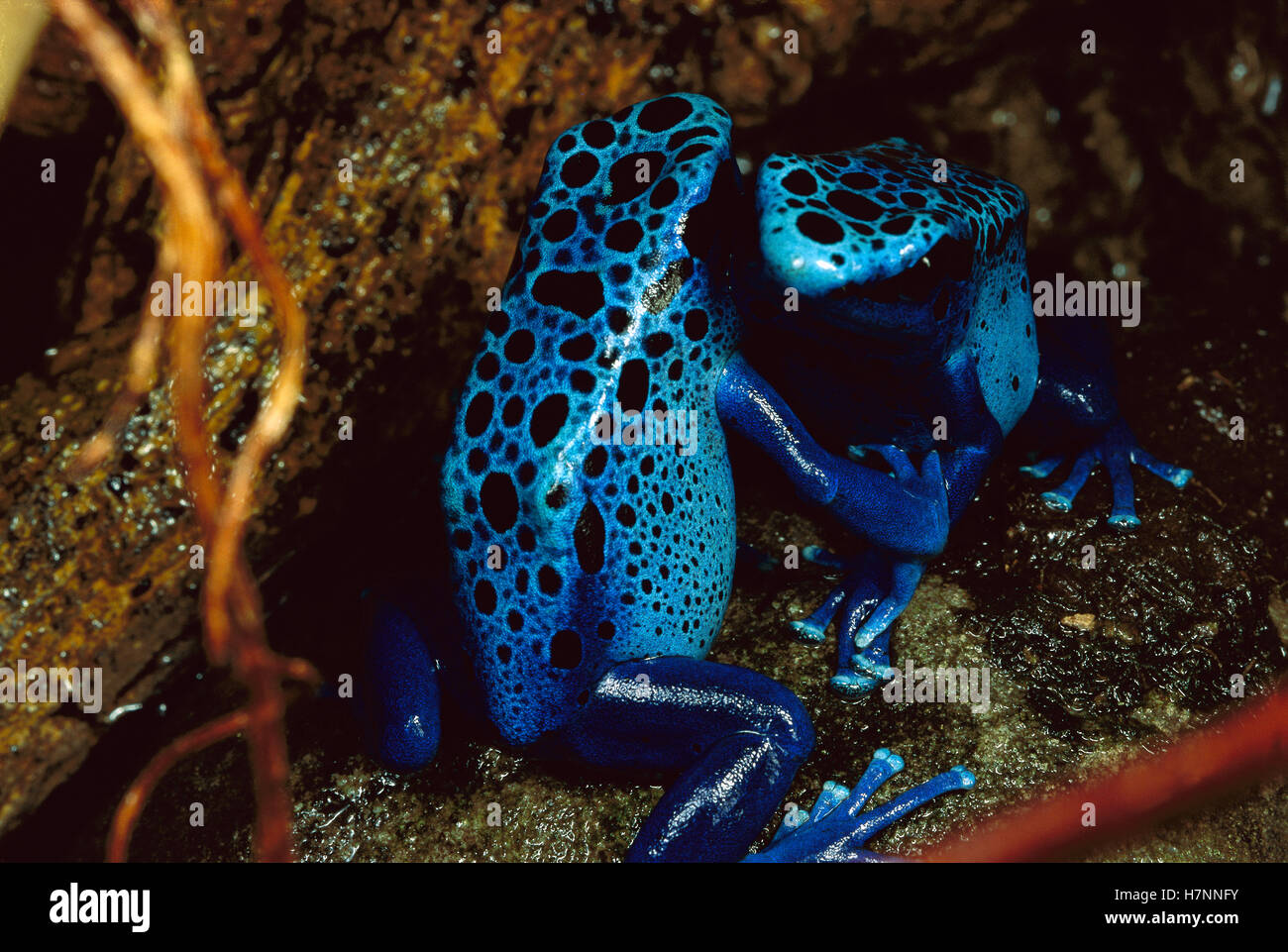 Blue Poison Dart Frog (Dendrobates azureus) pair of females fighting ...