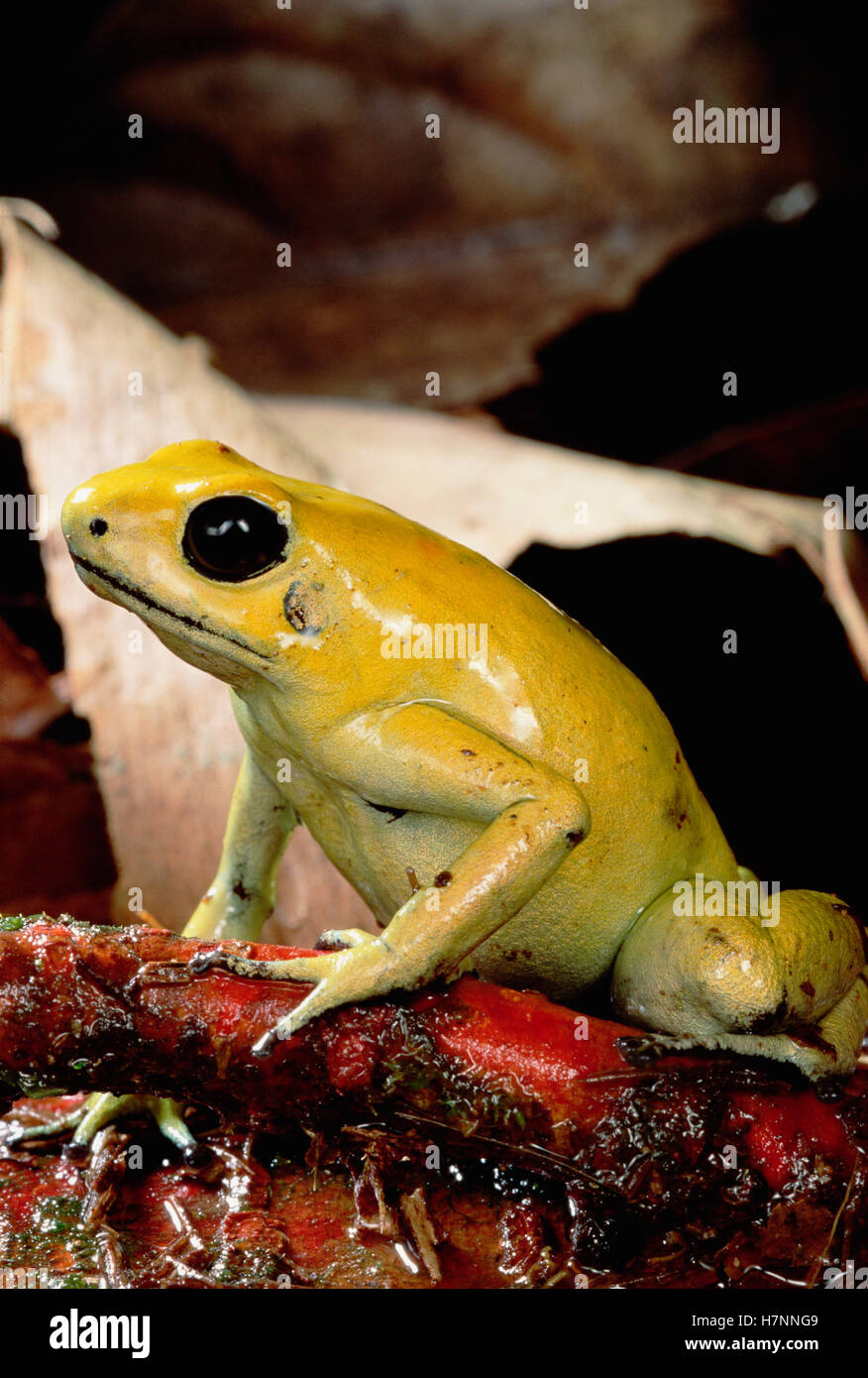 Golden Poison Dart Frog (Phyllobates terribilis) the most poisonous of ...