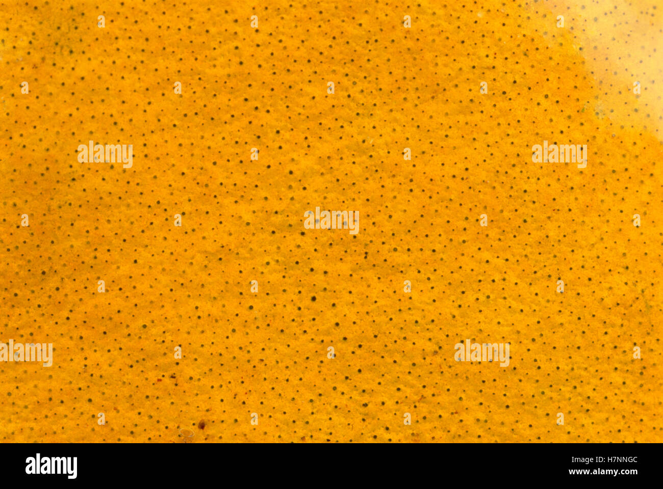 Golden Poison Dart Frog (Phyllobates terribilis) close-up of skin pores ...