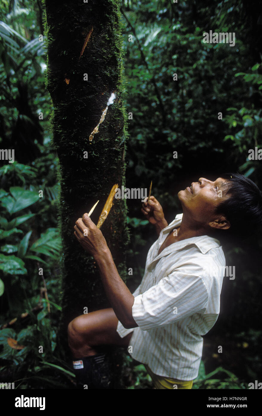 Embera Choco Indian collecting curare from the sap of a tree which is ...