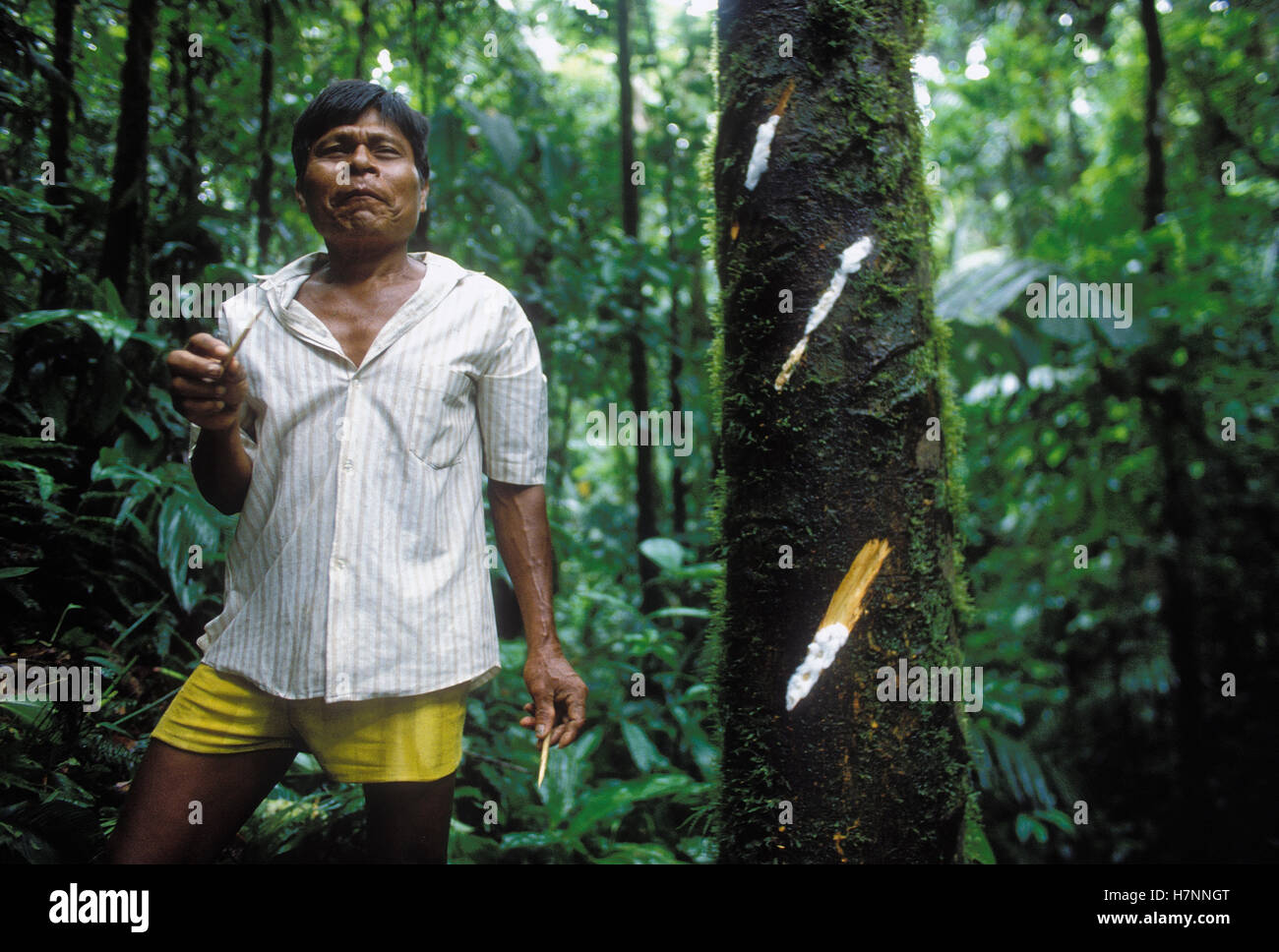Embera Choco Indian tasting curare from the sap of a tree, curare is ...