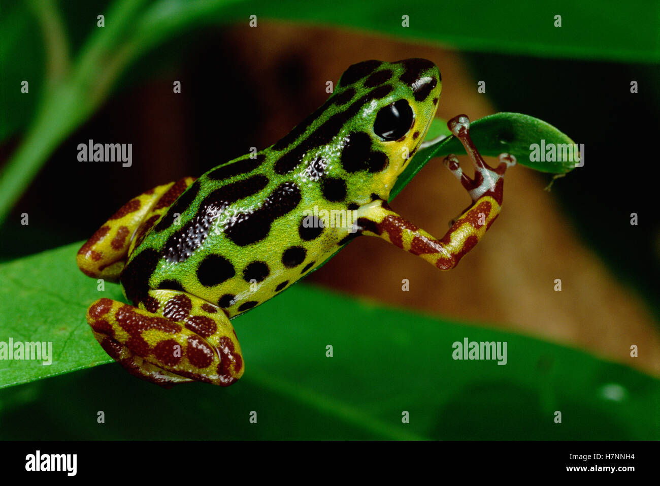 Strawberry Poison Dart Frog (Oophaga pumilio) portrait, Colon Island ...