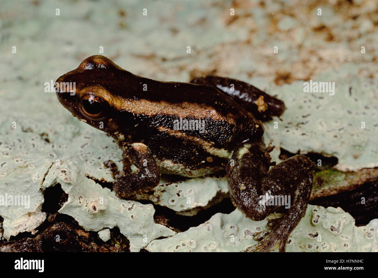 Limon Rocket Frog (Colostethus nexipus) portrait, Amazon ecosystem ...