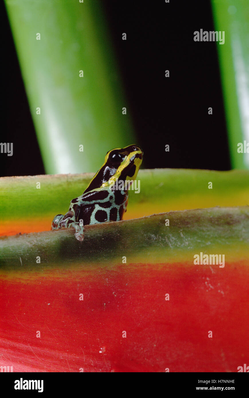 Rio Madeira Poison Frog (Dendrobates quinquevittatus) sitting in a ...