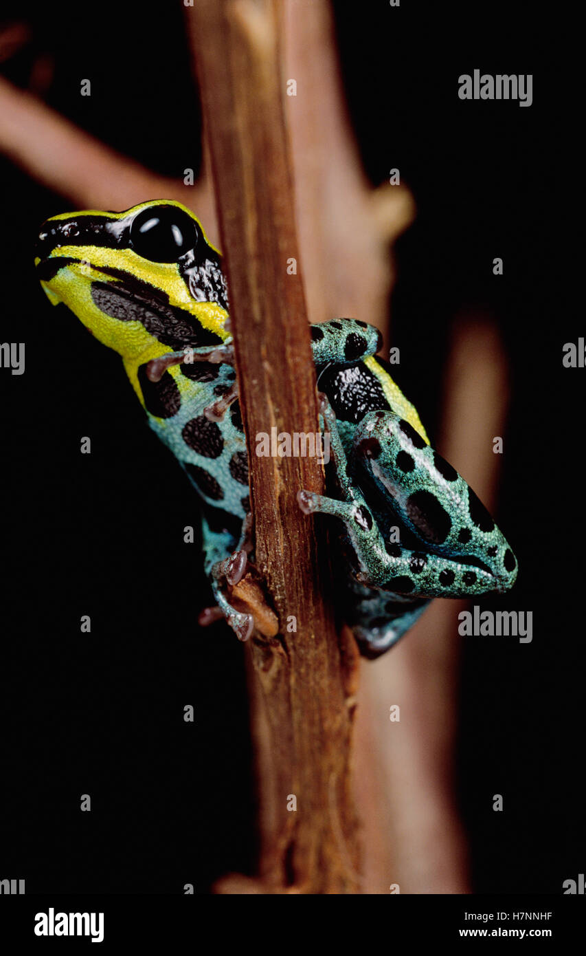 Rio Madeira Poison Frog (Dendrobates quinquevittatus), Amazonia ...